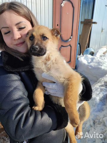 Симба,Ральф,Ева ищут Мам и Пап)