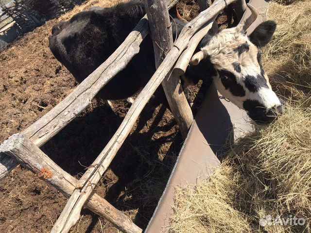 Продаётся высокоудойная корова