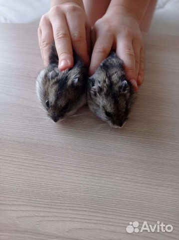 Джунгарский хомяк с клеткой