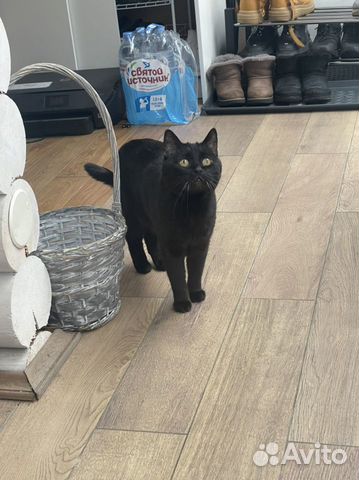 Отдам магического чёрного котика в добрые руки