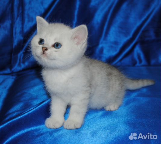 Котята породы британская серебристая шиншилла