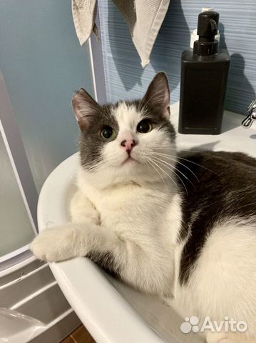 Котик мурлыка в добрые руки