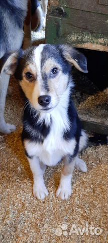 Щенок в добрые руки