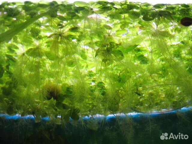 Ряска, валиснерия, роголистник