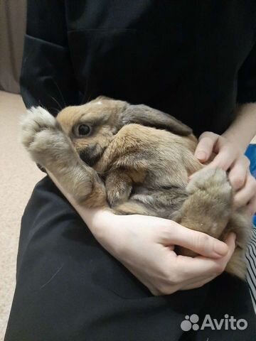 Карликовый вислоухий кролик