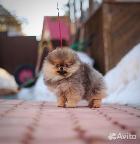 Померанский шпиц мини