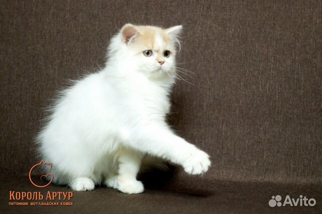 Хайлэнд страйт Joy Korol Arthur