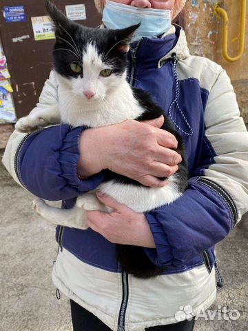 Помогите кошечку спасти