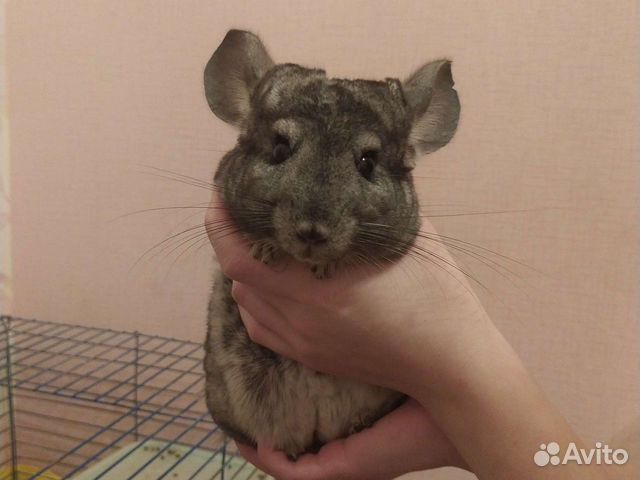 Отдаю шиншиллу с клеткой