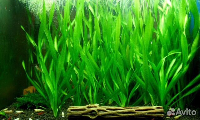 Валлиснерия прополка