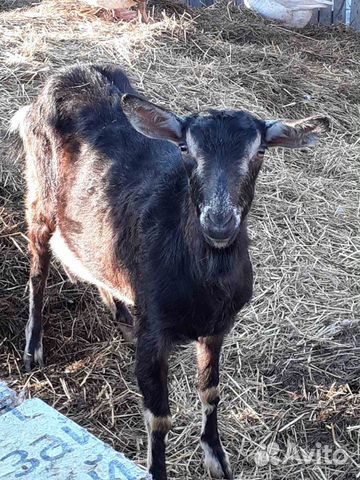 Козы,козлята,декоративные кролики