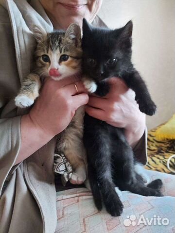 Котята Трехцветная и Чёрный 2 мес. в добрые руки
