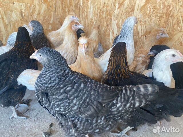 Куры молодки несушки