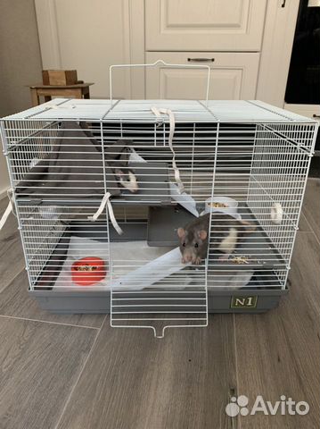 Крыса дамбо бесплатно