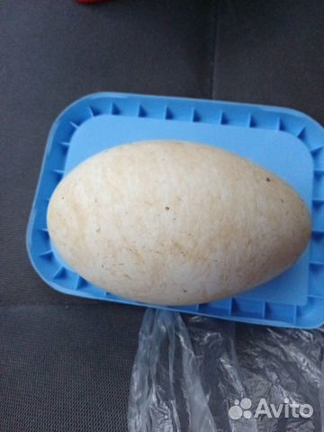 Инкубационное яйцо