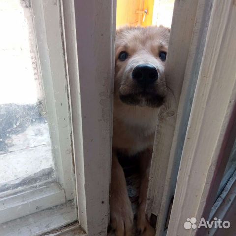 Собака в добрые руки