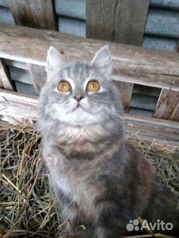 Кошечка молодая