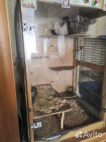 Пара шиншилл с витриной