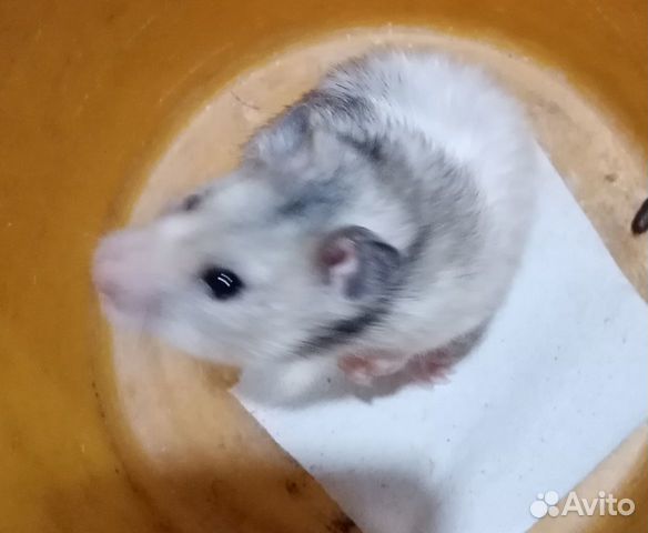 Сирийский хомяк девочка