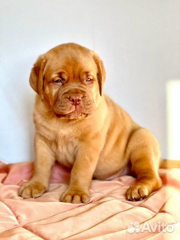 Щенки бордоского дога