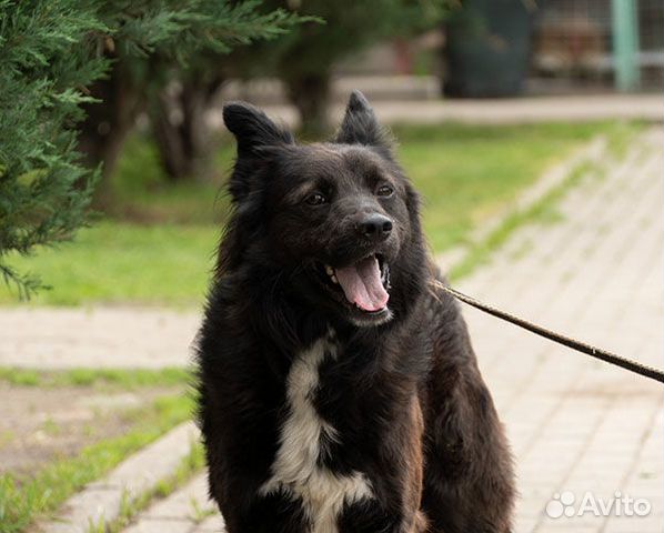 Маленький бывшедомашний Жорик ищет дом