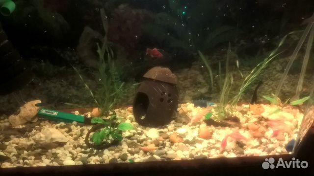 Прополка аквариумных растений