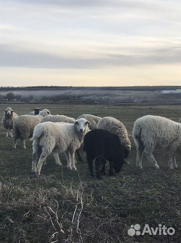Овцыматки, ягнята,телки