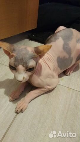 Донской сфинкс девочка 2 года