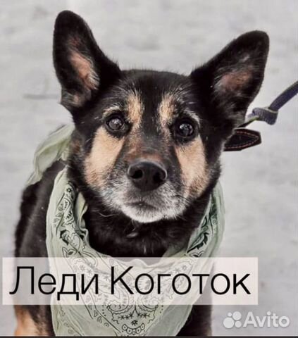 Настоящия маленькая Леди, отдам в хорошие руки
