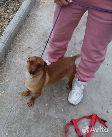 Мелкий пёс ищет дом