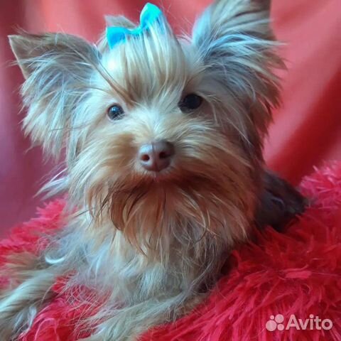 Мини голдаст,золотой малыш