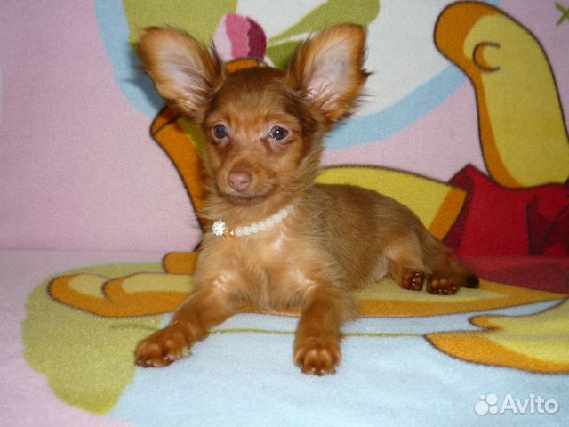 Мальчик - тойчик