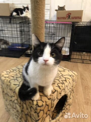 Малыш Старк