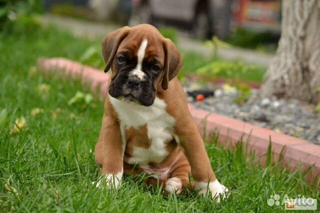 Продаются щенки немецкого боксера