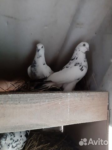 Продажа голубей