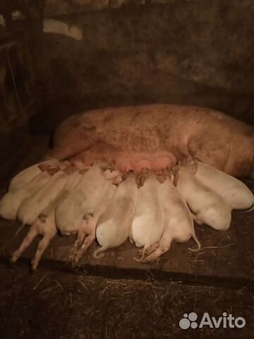 Поросенок ландрас+венгерская