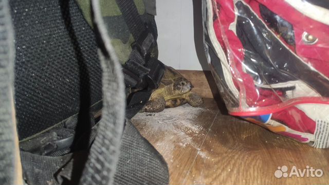 Черепаха сухопутная