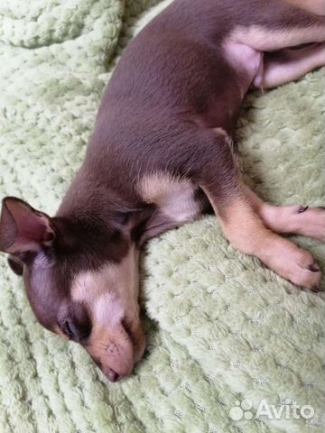 Продаются щенки той-терьер