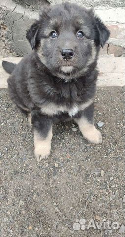 Животные. Собаки