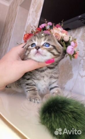 Котята шотландцы