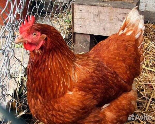Куры с яйцом для дачи