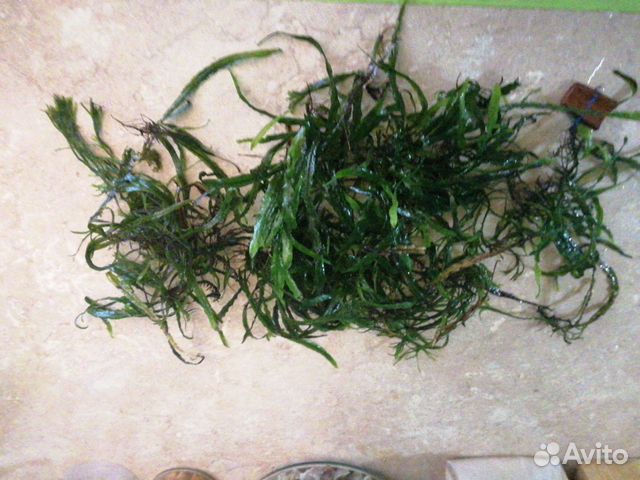 Прополка таиландский папоротник