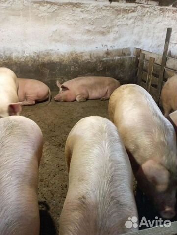 Свинина живым весом