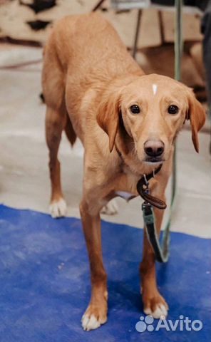 Оранжевый мальчик