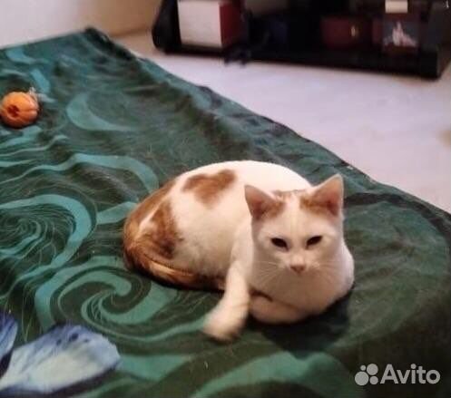 Молодая кошечка