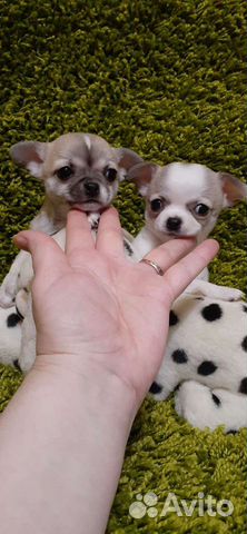 Супер-мини и мини детки чихуахуа
