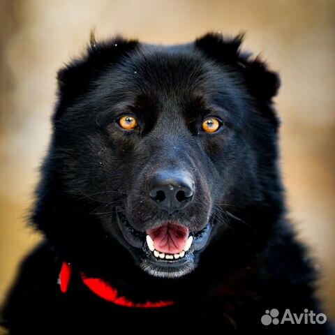 Купер ищет дом