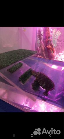 Продам черепаху с черепашником