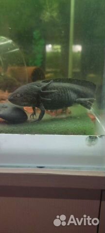 Аксолотль с аквариумом