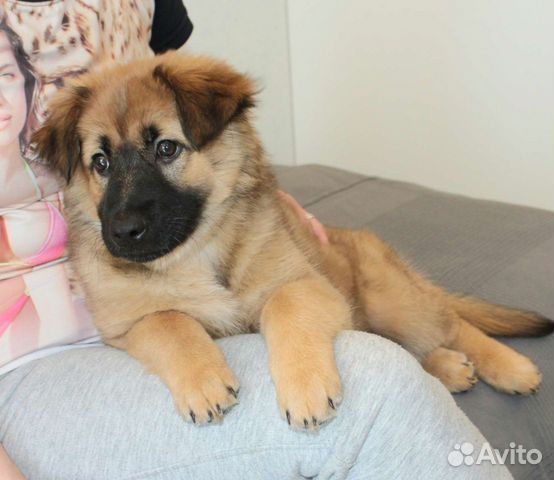 Красотка Глория 3 месяца. В добрые руки